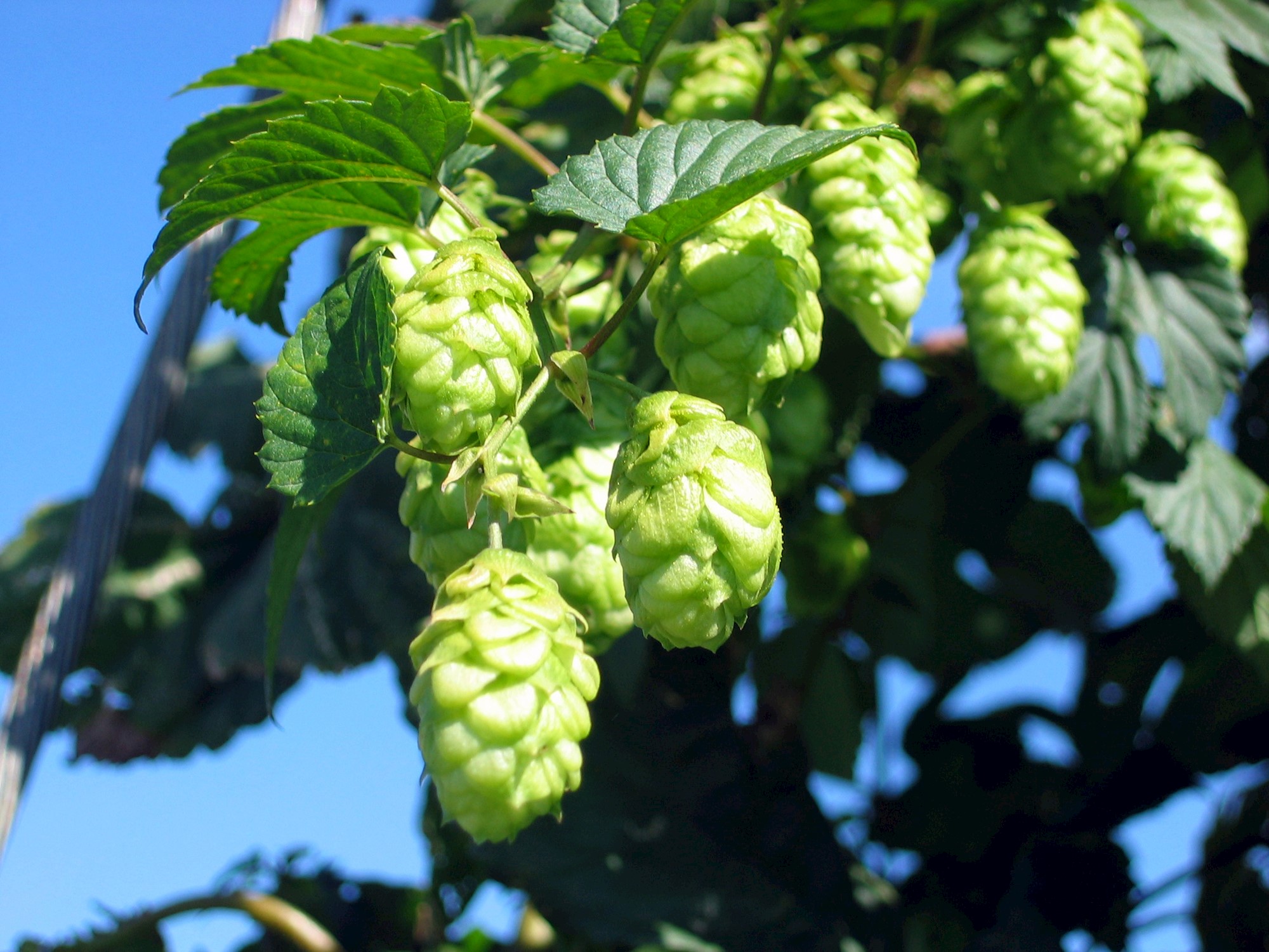 Newsroom » Information about price change « Carlsberg Azerbaijan